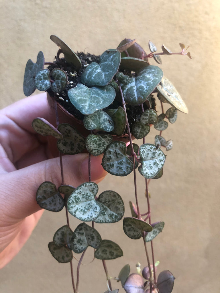 1 String of Heart Plant in a tiny 4cm pot - string of heart plant - tr ...