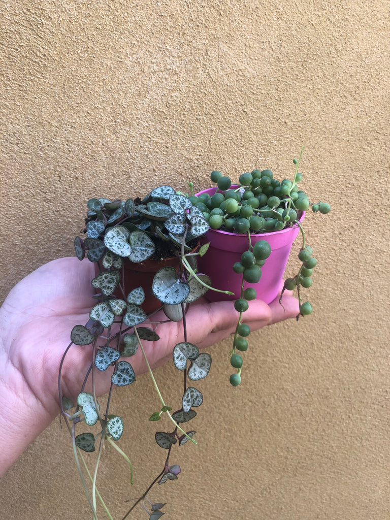 2 mini trailing plant mix - string of pearl plant - string of heart pl ...