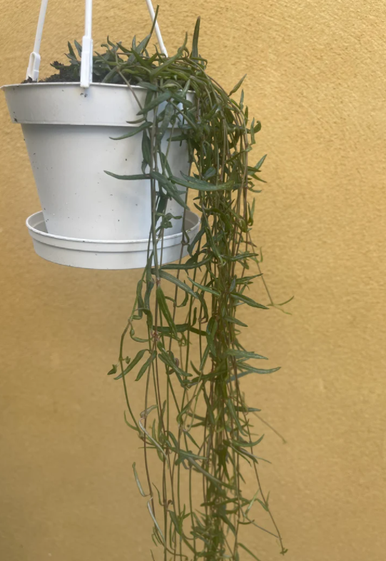 Ceropegia linearis - String of needles plant in a 10cm hanging pot ...