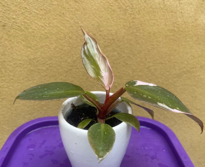 philodendron pink princess plant - baby pink princess plant in a ceram ...