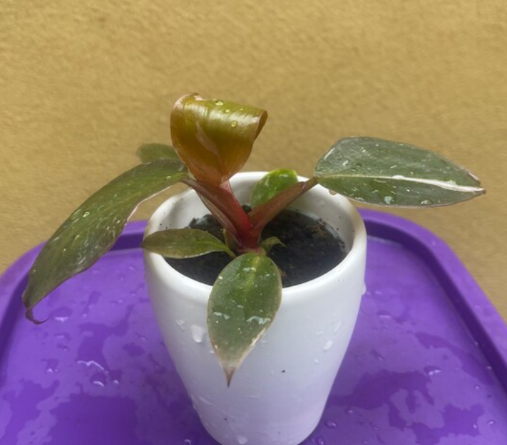 philodendron pink princess plant - baby pink princess plant in a ceram ...