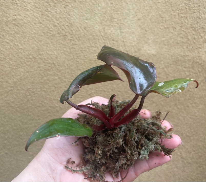 philodendron pink princess plant - rare houseplant - pink princess - r ...