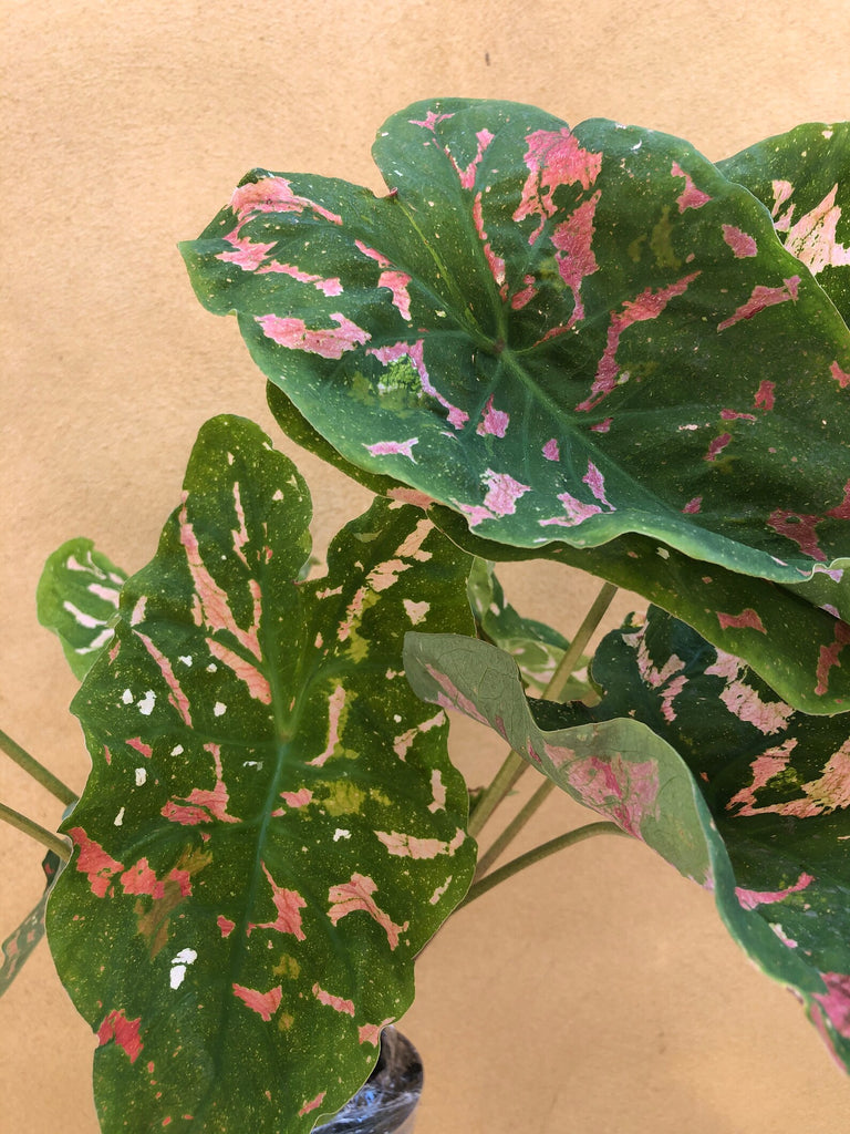 Pre order Caladium 'Pink Spotty' - rare caladium - 10cm potted caladiu ...