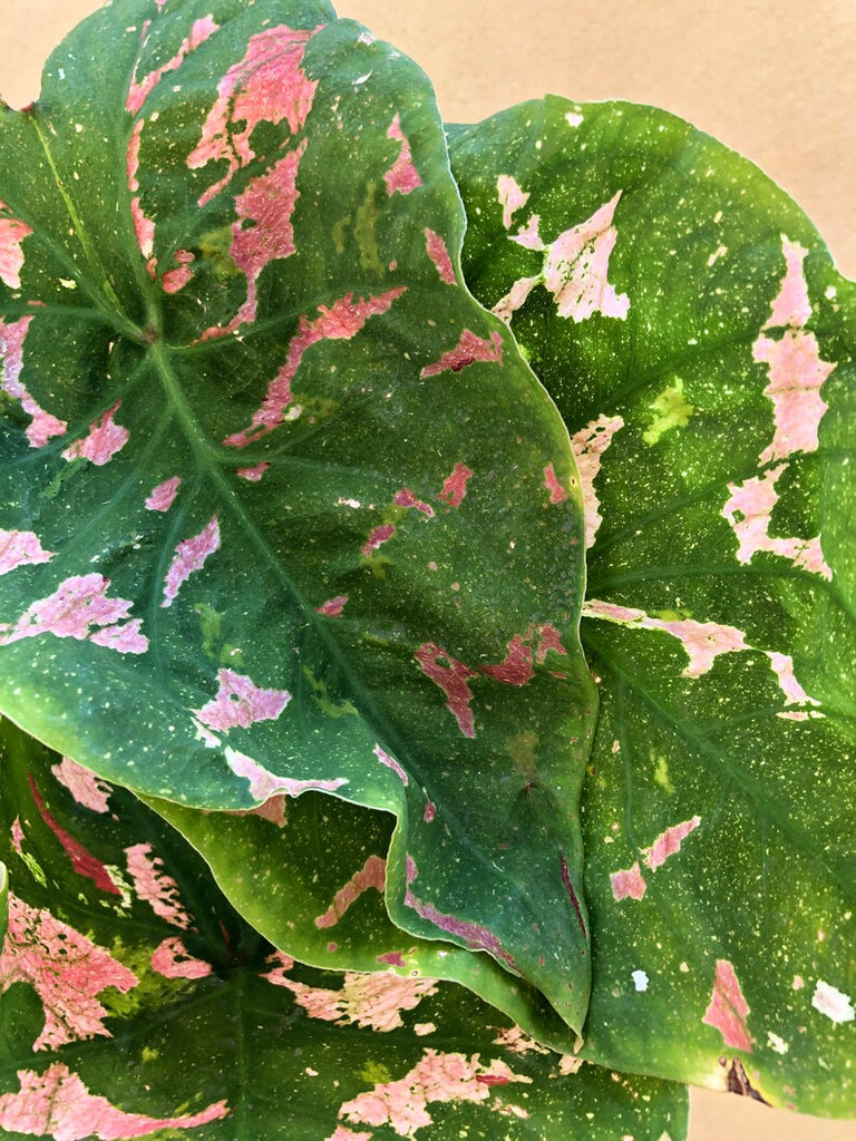 Pre order Caladium 'Pink Spotty' - rare caladium - 10cm potted caladiu ...