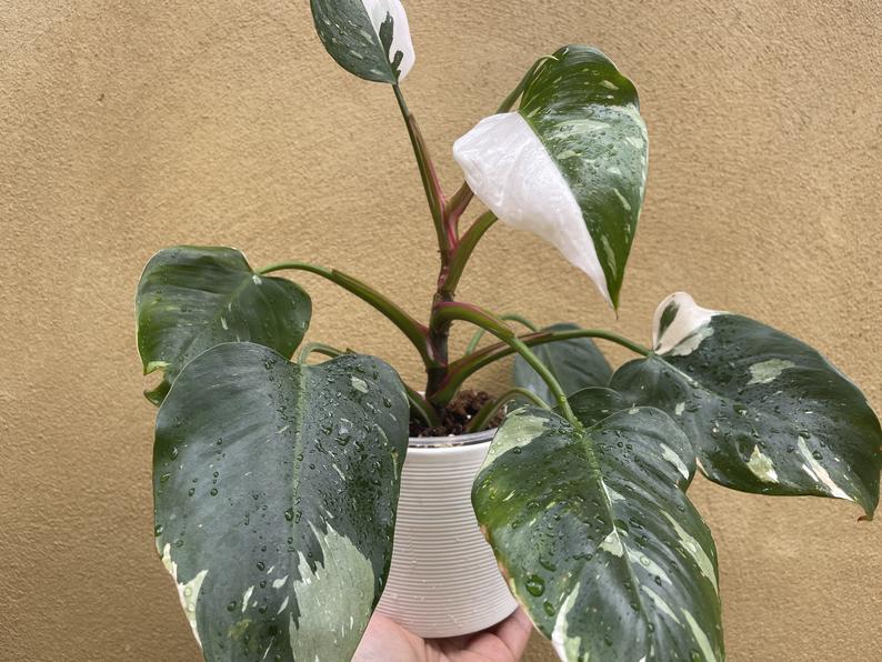 Aerial Roots Philodendron