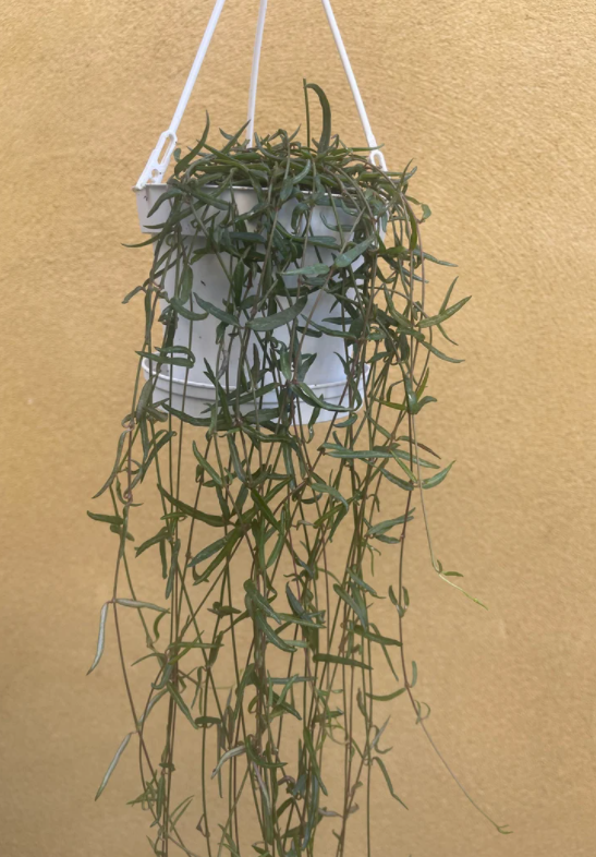Ceropegia linearis - String of needles plant in a 10cm hanging pot ...